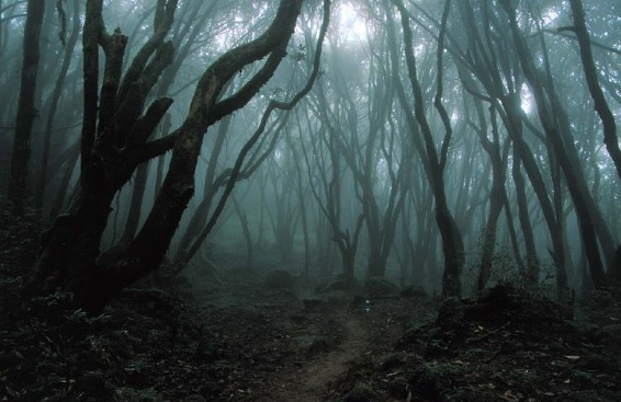 Terror Thursday: Aokigahara - the spooky forest of Japan - Campus Magazine