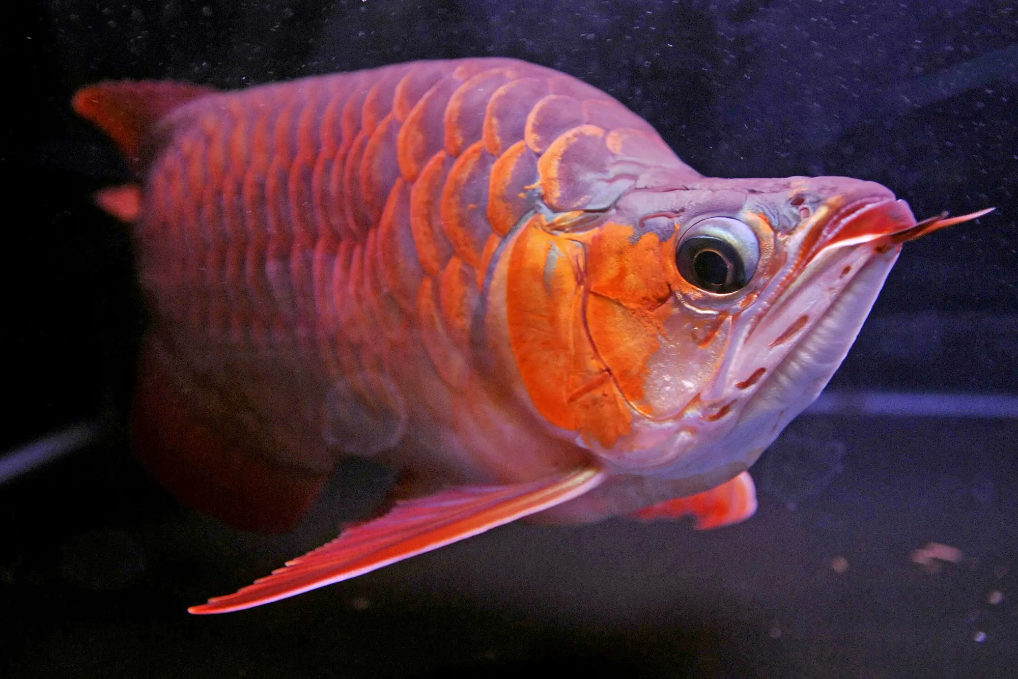 In Singapore, Fish Get Plastic Surgery - Campus Magazine