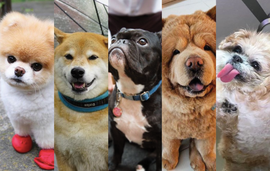 These Instagram dogs are more famous than you will ever be! - Campus ...