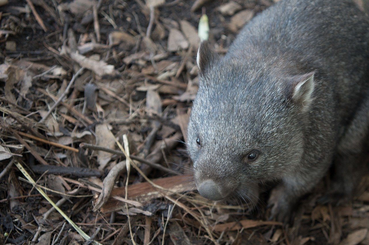 6 fascinating facts about wombats | campus.sg - Campus Magazine