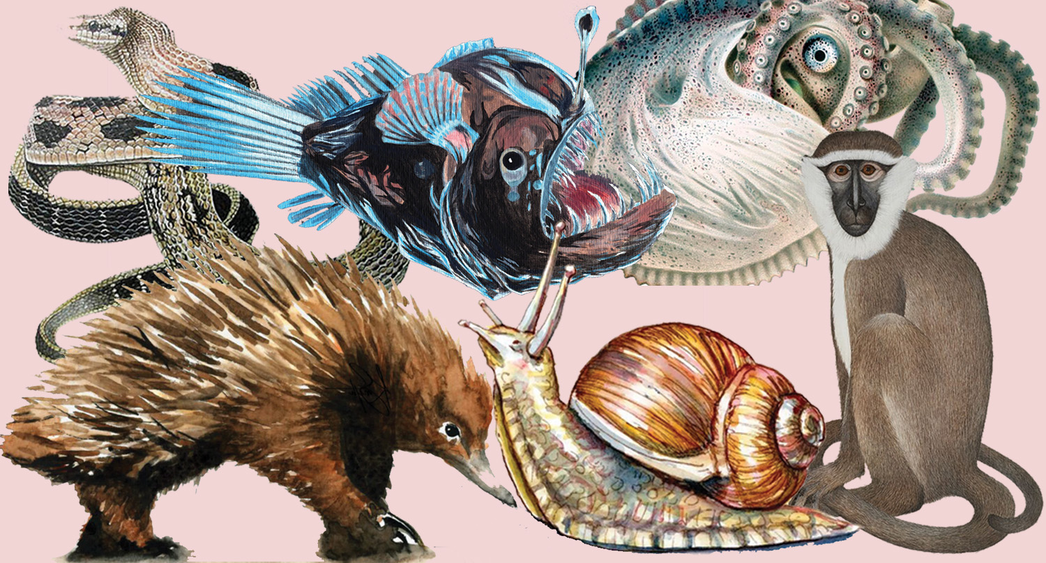 Clingy Guys and Weird Appendages: Procreating in the Animal Kingdom ...