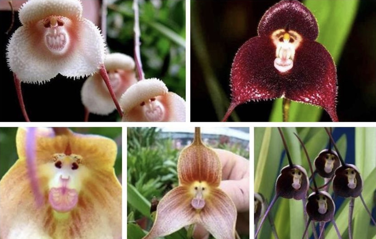 Rare Orchids