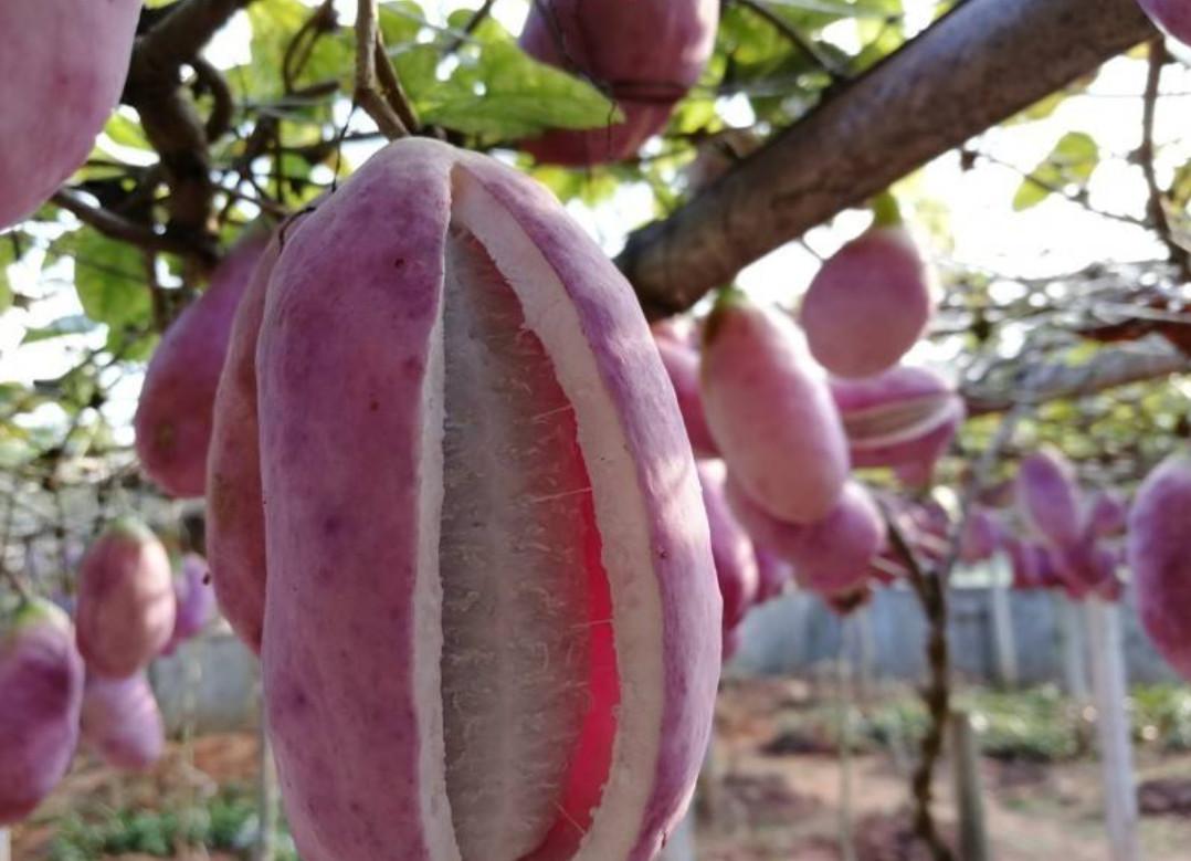 August Melon: A Wild, Weird, and Wonderful Fruit | campus.sg - Campus Magazine